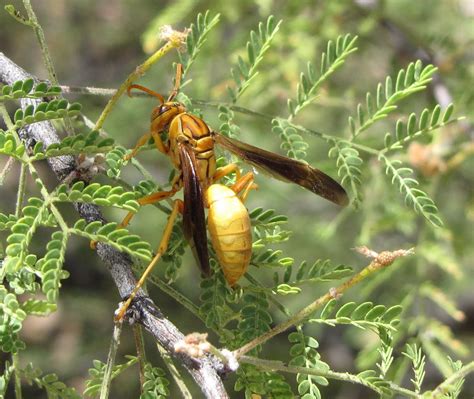 Bug Eric Wasp Wednesday Polistes Flavus