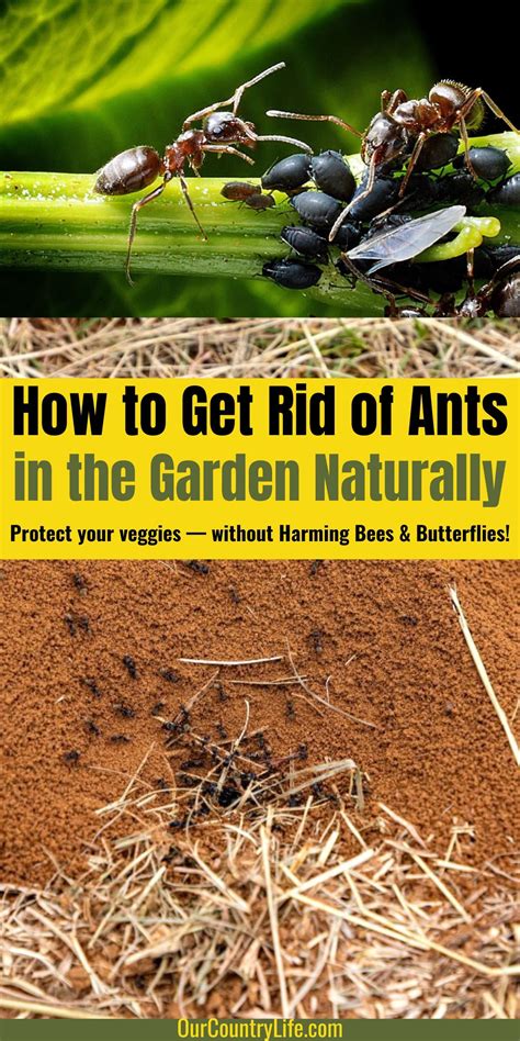 How To Get Rid Of Ants In The Garden Naturally Artofit