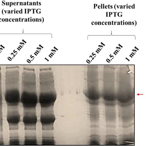 Overexpression Of Kpnnat Using A Pgex 4 T 1 Vector In T7 E Coli Cells Download Scientific