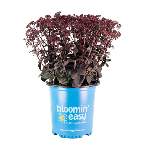 Puff Pastry™ Raspberry Bloomin Easy