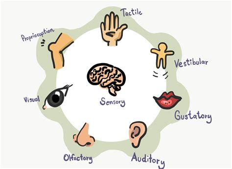 Auditory Visual And Tactile Key Examples Of Human Senses