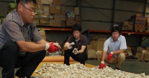 인천세관 여우생식기 수천점 밀반입 업자 입건