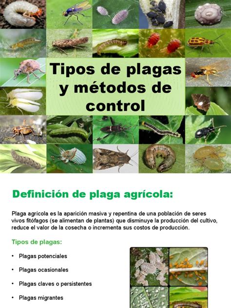 Tipos De Plagas Agrícolas Y Control Pdf Plaga Organismo Agricultura