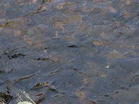 Walleye Spawn Is On Boundary Waters Blog