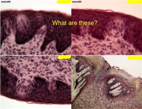 Biology 224 Lab 6 Histology Flashcards Quizlet