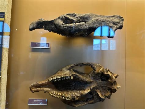 Tapirus Arvernensis Wikiwand