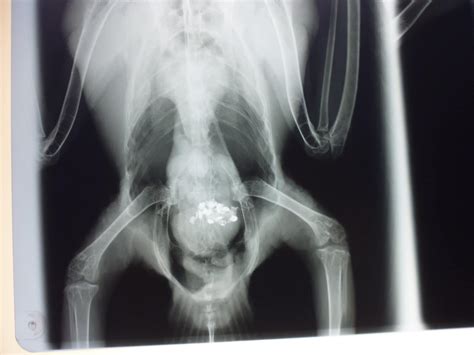 Metal Toxicity In Birds What Metals Should Be Avoided