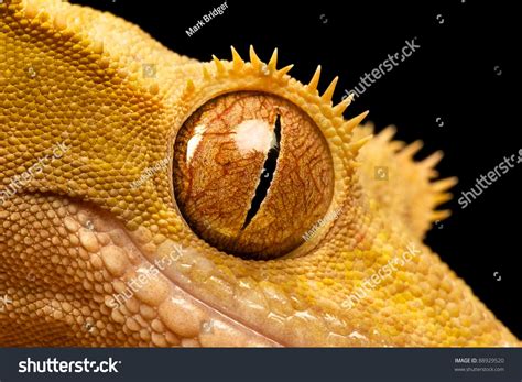 New Caledonian Crested Gecko Eye Crested Gecko Eyes Crest