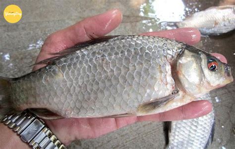 Cá Diếc Kho Khế Chua Và Kiểu Biến Tấu Với Cá Rục Xương Yummyday