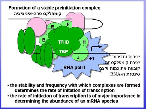 Ppt Alternate Sigma Factor Usage Controls Selective Transcription Powerpoint Presentation