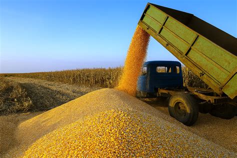 Thailand To Import 1 Million Tons Of Us Feed Corn At Zero Tariff