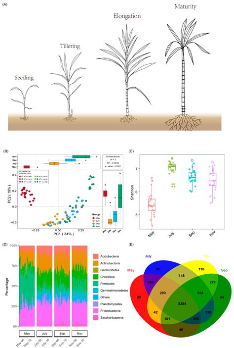Sugarcane Rhizosphere Bacteria Community Migration Correlates With