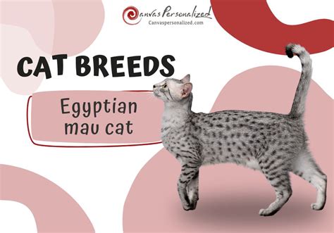 Egyptian Mau Cat Breed Profile Personality And How To Care