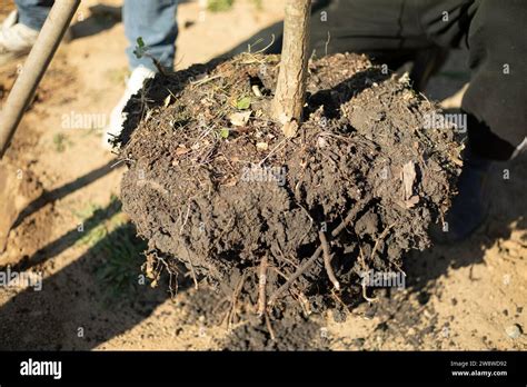 Planting A Tree A Sapling In The Ground Plant Roots Planting Bushes