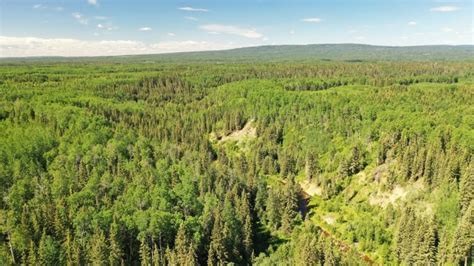 If A Forest Has A Variety Of Tree Species Is It Better At Fighting