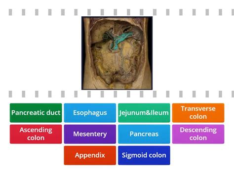 Anatomy Of Gastrointestinal System Find The Match