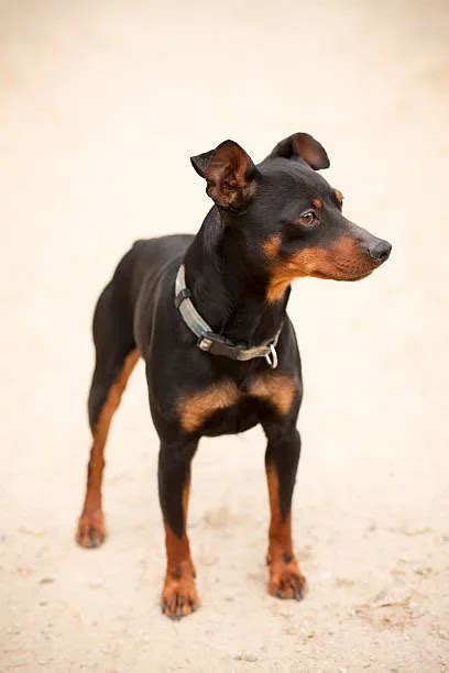 Find Your Perfect Companion Doberman Pinscher Chihuahua Mix The
