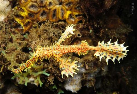 Ornate Ghost Pipefish In Bali A Master Of Underwater Camouflage