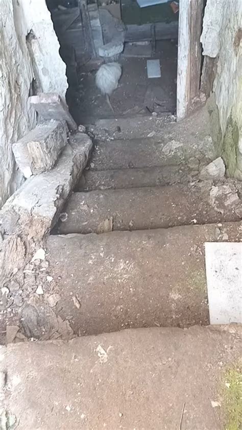 Giant Rat Splinter At A Ukrainian Position Rrussiaukrainewar2022