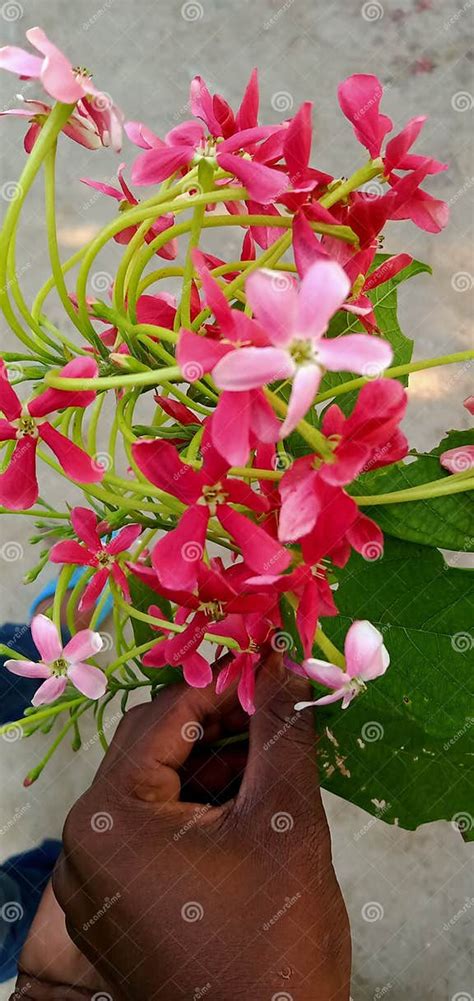 Chameli Red And White Flowers Stock Image Image Of Spring Wildflower 254457397
