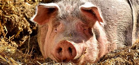 Enteritis Necrótica Porcina Transmisión Síntomas Y Tratamiento Ckm Perú