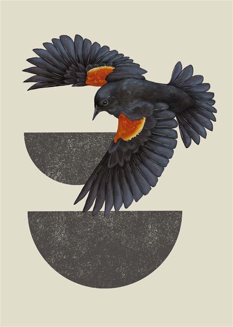 Birds Red Wing Blackbird Artofit