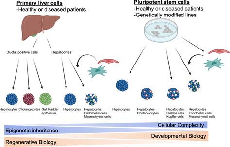 Liver Cell Diagram