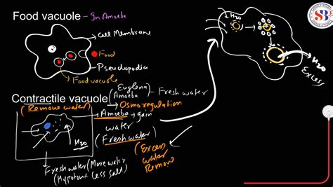 Endomembrane System All The Organelle Components And Functions