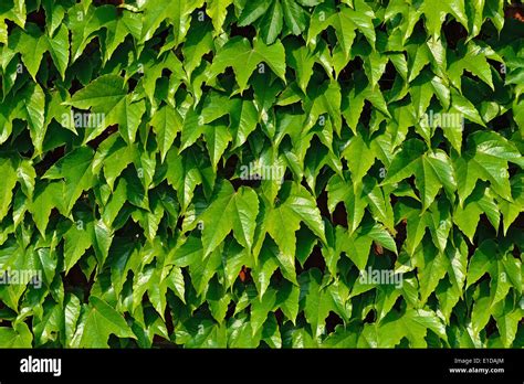 Ivy Climbing Hedera Helix On The Wall Of The Cathedral Of Koenigsberg