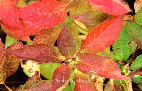 Hydrangea Serrata ‘blue Billow Esveld Shop