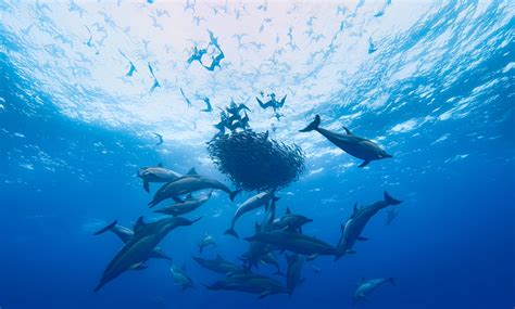 A Feast For The Eyes—and For Dolphins Heres The Wondrous Way Bait