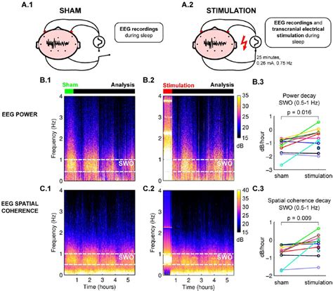Transcranial Electrical Stimulation Affects Power And Spatial Coherence