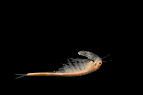 Vernal Pool Fairy Shrimp Branchinecta Lynchi Joel Sartore