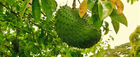 How To Plant A Soursop Tree Best Practices For Beginners Complete Guide Everglades Farm