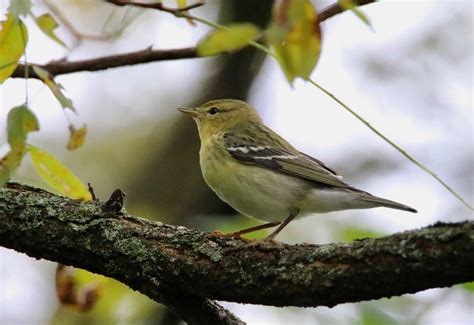 Blackpoll Warbler Fall