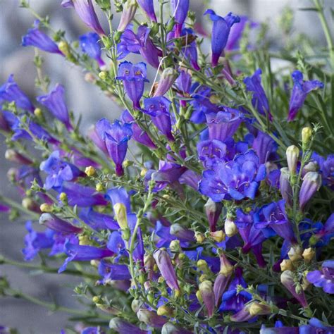 Penstemon Heterophyllus Margarita Bop Foothill Beardtongue Siteone Us