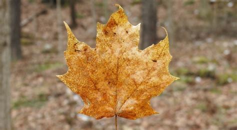 A Massive Maple Lives In These Woods Learn Your Land