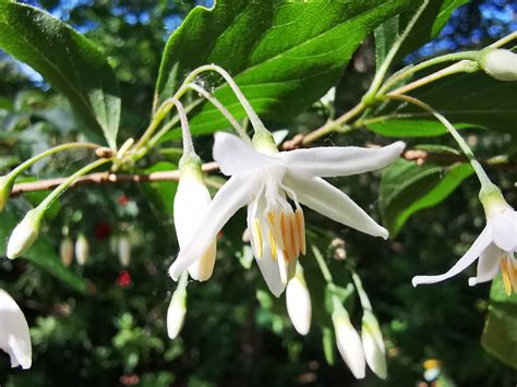 Styrax Formosanus Taiwanese Snowbell Jurassicplants Nurseries