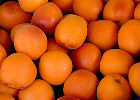 How To Grow Apricots 🌱🍑 A Step By Step Journey To Sun Kissed Fruits