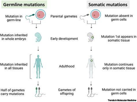 Mutationen Faster Mutation Rate In Neurons Provides New Clues For