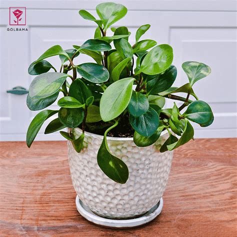 گیاه پپرومیا Peperomia روش نگهداری بهترین قیمت گل آپارتمانی گل باما