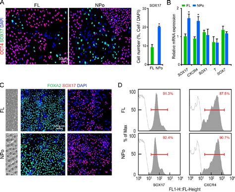Differentiation Of Human Es Cells Into Endodermal Cells On 200 Nm Npo