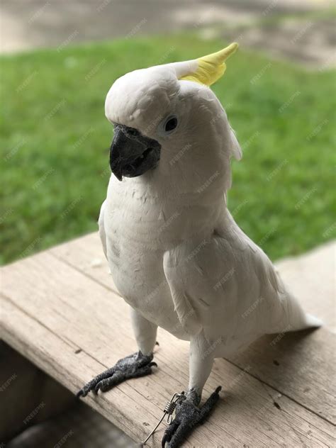 Premium Photo Close Up Of Parrot Perching On Table