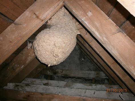 Almac Pest Services Call Us On 01236 320032 Almac Pest Services Pest