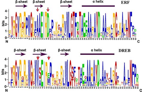 Sequence Logo Of Ap2erf Domains Extracted From Erf And Dreb Protein Download Scientific