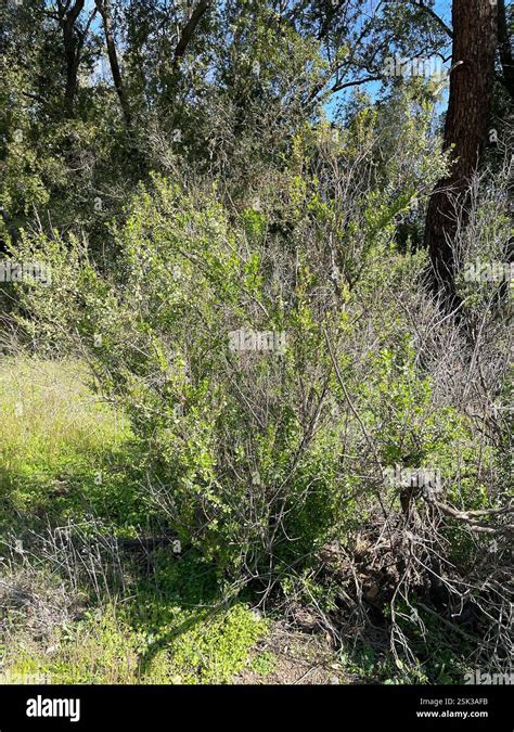 Coyote Brush Baccharis Pilularis Plantae Rancho San Antonio County