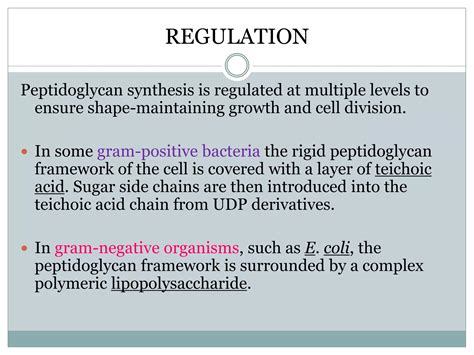 Peptidoglycan Synthesis In Bacteriapptx
