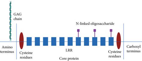 The Structure Of Decorin Decorin Consists Of Amino Terminal Domains