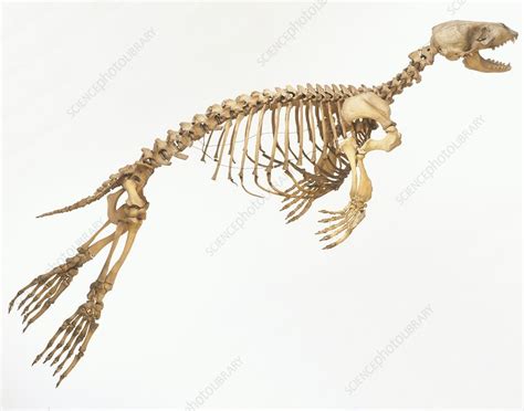 Skeleton Of A Harbour Seal Stock Image C0198975 Science Photo