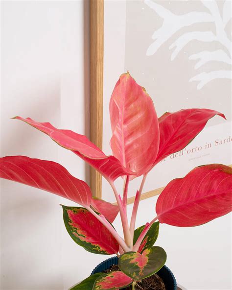 Aglaonema Commutatum Red Zirkon Prickle Plants